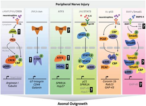 Schematic Diagram Summarizing Transcriptional Pathways Involved In