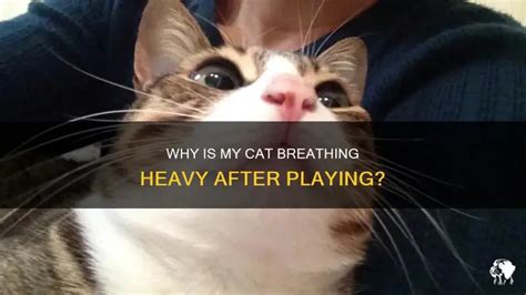 Why Is My Cat Breathing Heavy After Playing Petshun