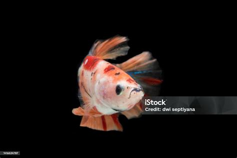 아름다운 샴 싸우는 물고기 멋진 베타 화려한 네모 노란색 기지 검은 배경에 0명에 대한 스톡 사진 및 기타 이미지 0명 감금 상태 검정색 배경 Istock