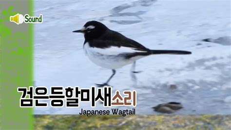 검은등할미새 울음소리 Japanese Wagtail song YouTube