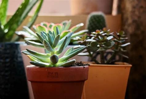How Much Light Do Succulents Need Homelization