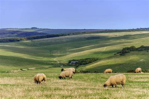 A Visitors Guide To Sussex Bramley And Teal