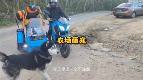 农场萌宠成长记 向前农场日记 向前农场日记 哔哩哔哩视频