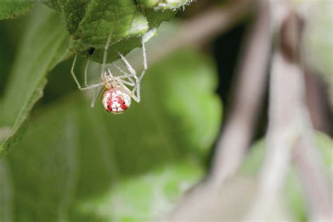 Red Spider - 500px