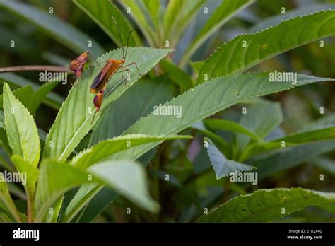 Leaf Footed Bug Anisoscelis Luridus In A Garden In Costa Rica
