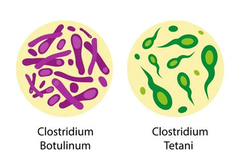 Botulinum Micro Over 109 Royalty Free Licensable Stock Vectors