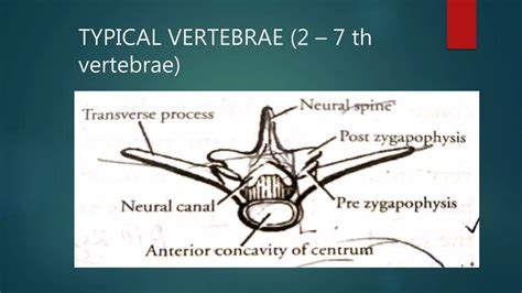 Frog Skeletal System Bones Girdles Pptx