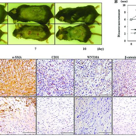 Expression Of Extracellular Matrix Associated Genes In Skin Tissue By Download Table