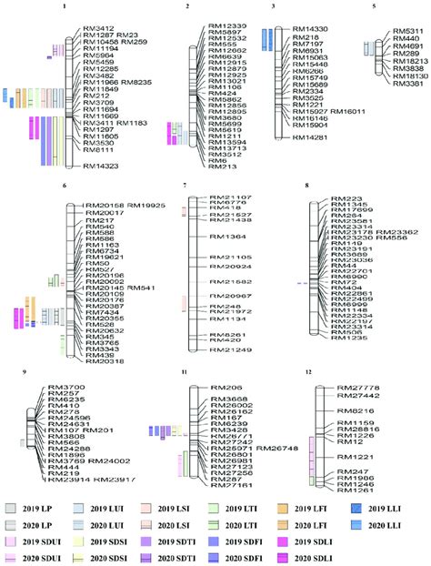 The Chromosomal Location Of Qtl Is Associated With Each Internodes