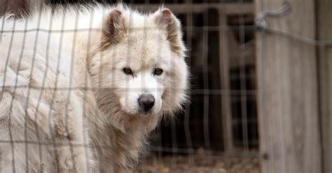 Preemption Laws When State Authority Overrides Local Authority Aspca