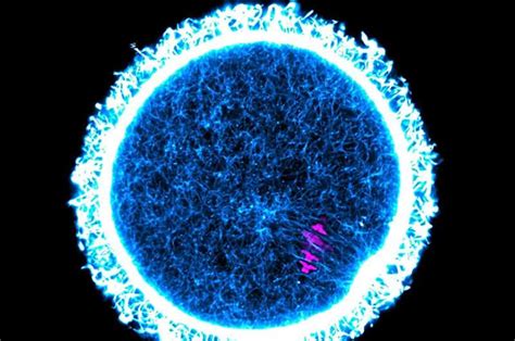 Egg Cell Maintenance Long Lived Proteins May Be Essential For Fertility