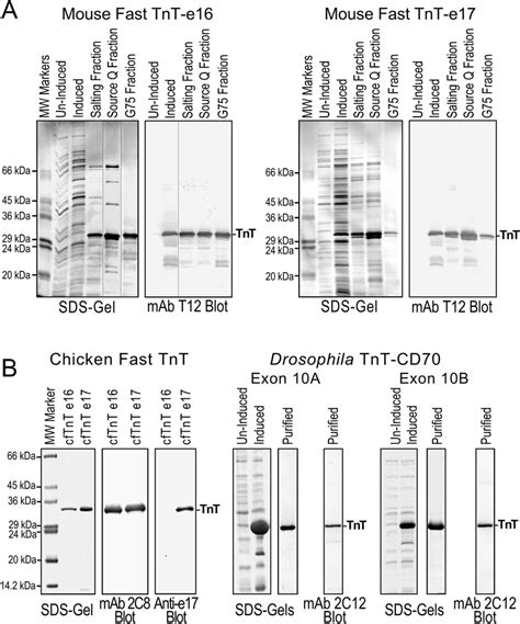 bacterial expression and purification of c terminal alternatively