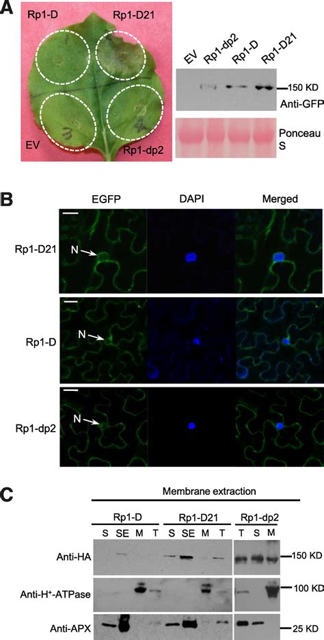 Subcellular Localization Experiments And Fretflim