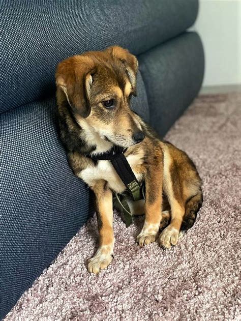 Welpenmädchen Tilly Hatte Ganz Viel Glück Sie Durfte Zu Ein Umbra