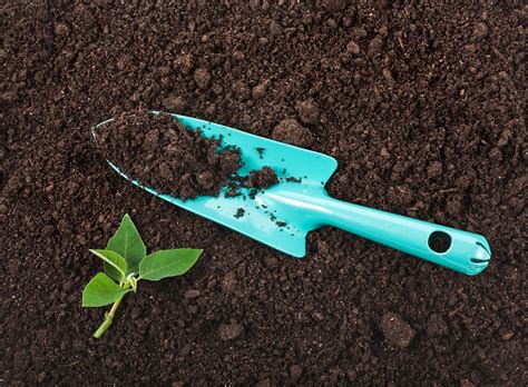 Растения индикаторы кислотности почвы