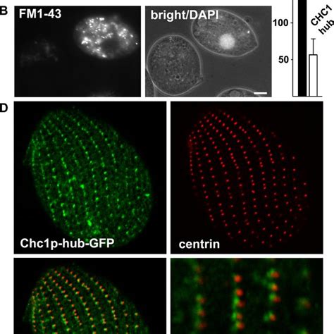 Analysis Of Chc A Cartoon Of Chc Assembly The Location Of The Download Scientific Diagram