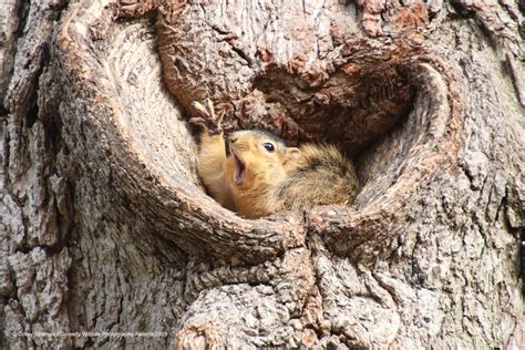 Funny Winners From The 2019 Comedy Wildlife Photography Awards