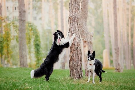 Dos Perros Jugando Entre Ellos En Un Bosque Foto Premium