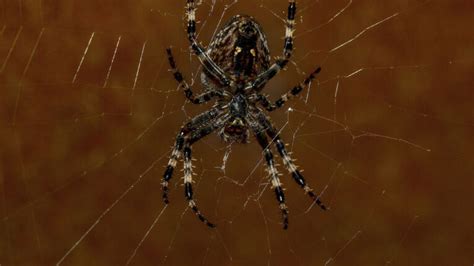 Nosferatu Spinne WELLE 1