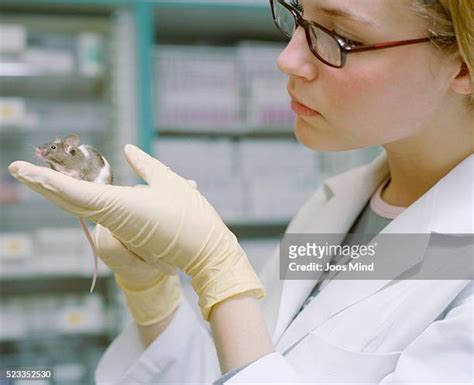 Mouse Lab Photos And Premium High Res Pictures Getty Images