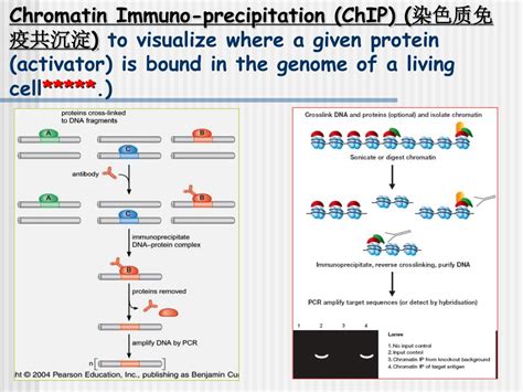 Ppt Chapter 13 Gene Regulation In Eukaryotes Powerpoint Presentation