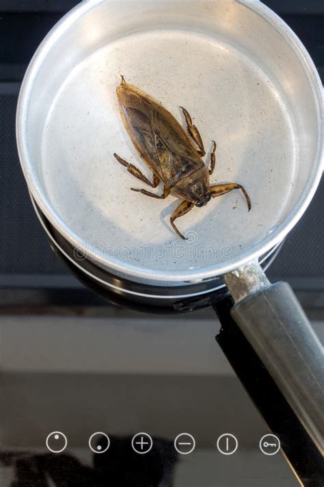 Una Cucaracha Frita Con Las Patatas Fritas En Taza Foto De Archivo