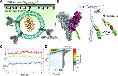 Smfret Imaging Assay For Visualization Of Ebov Gp Conformational