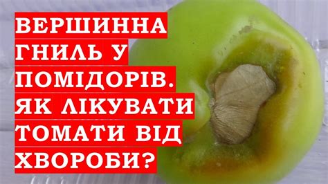 Вершинна гниль у помідорів Як лікувати томати від хвороби вершинної