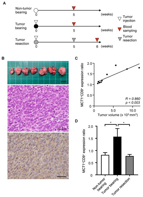 In Vivo Dynamics Of Mct1⁺cd9⁺ Evs In Synovial Sarcoma Bearing Mice A Download Scientific