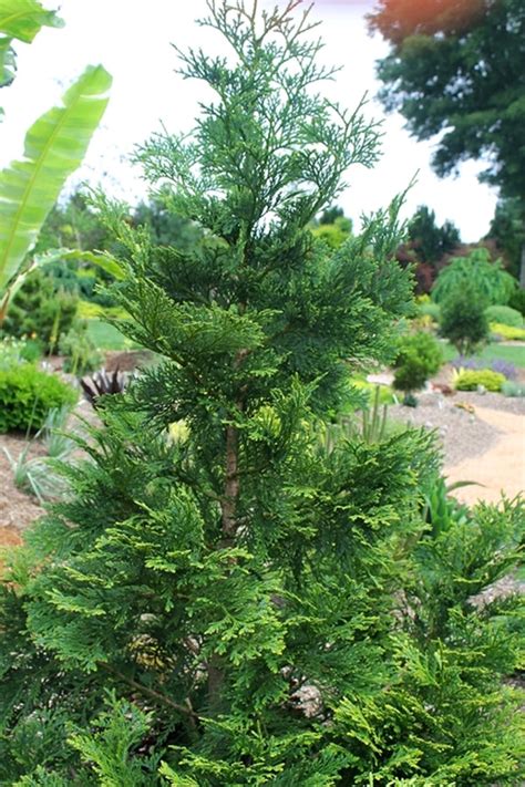 Jurassic Conifers