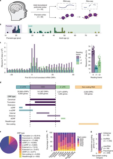 Ribosome Profiling Captures Active Translation In The Human Adult And Download Scientific