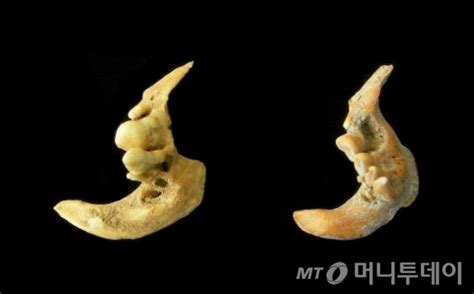 강원도 정선에서 선사시대 동굴유적 발굴