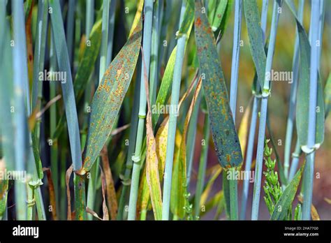 Stem Rust Also Known As Cereal Rust Black Rust Red Rust Or Red Dust Is Caused By The Fungus