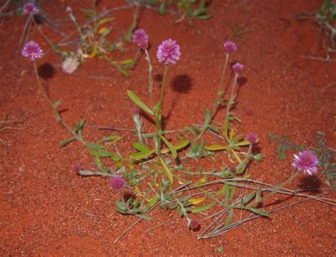 Ptilotus Plant Care And Growing Guide Greenlife