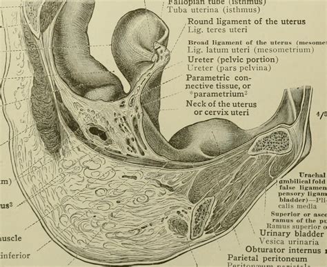Uterus Isthmus