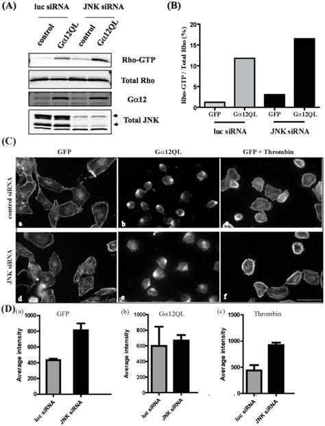 A Mda Mb 231 Cells Were Transfected With Control Luc Sirna Or Jnk