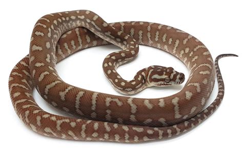 Mb23 004 Hypo Bredli Female Colourful Critters