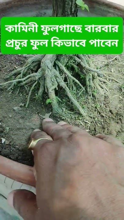 কামিনী ফুলগাছে বারবার প্রচুর ফুল কিভাবে পাবেন How To Get Lots Of Dwarf Flower Viral