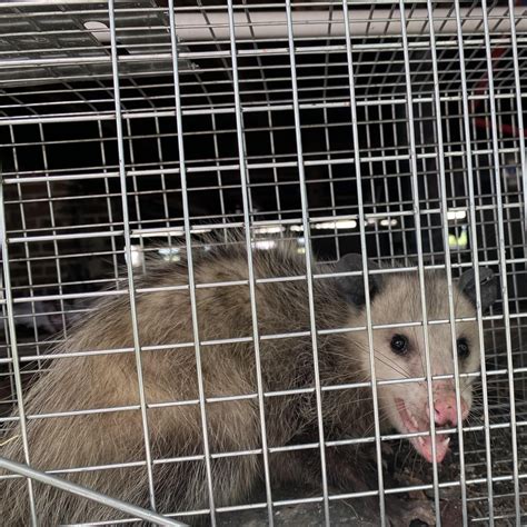 Bathtub Possum Update Rphish