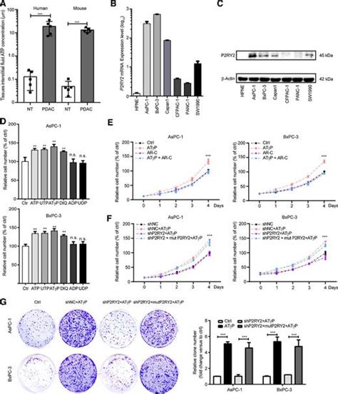 Targeting Purinergic Receptor P2y2 Prevents The Growth Of Pancreatic