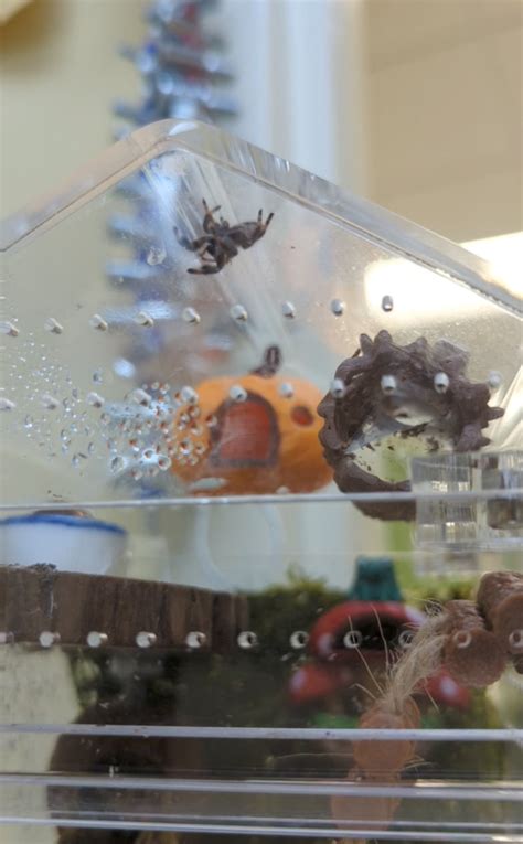 Shhh Shes Being Verrrry Sneaky Rjumpingspiders