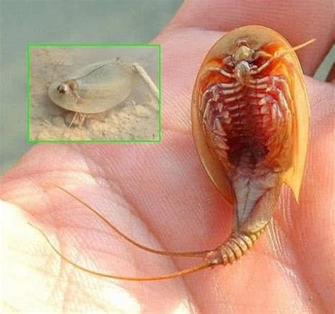 Top 10 Oldest Animal Species On Earth The Mysterious World