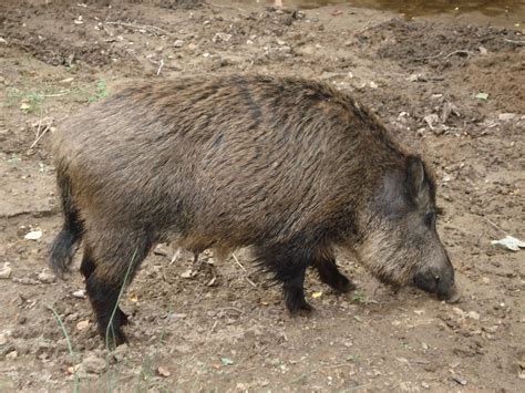 La societat de caçadors anuncia una nova batuda de porcs senglars a