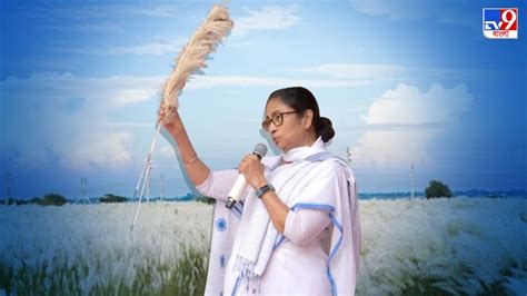 Mamata Banerjee কাশফুল আমার খুব ফেভারিট ব্যঙ্গ নিয়ে খোঁচা মমতার