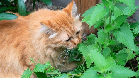Catmint Vs Catnip Key Differences You Need To Know