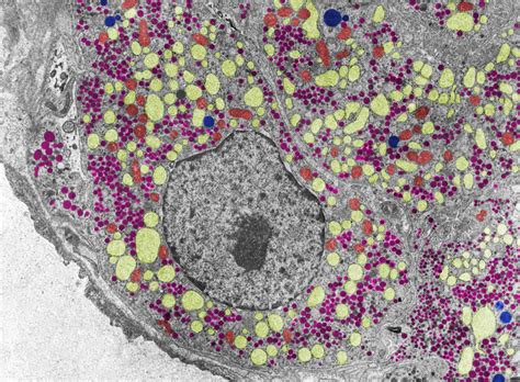 Pituitary Gland Gonadotroph Cell Tem Stock Image C0604544