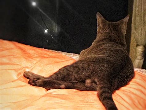 695 Best R Lazycats Images On Pholder So I Bought A Heated Blanket