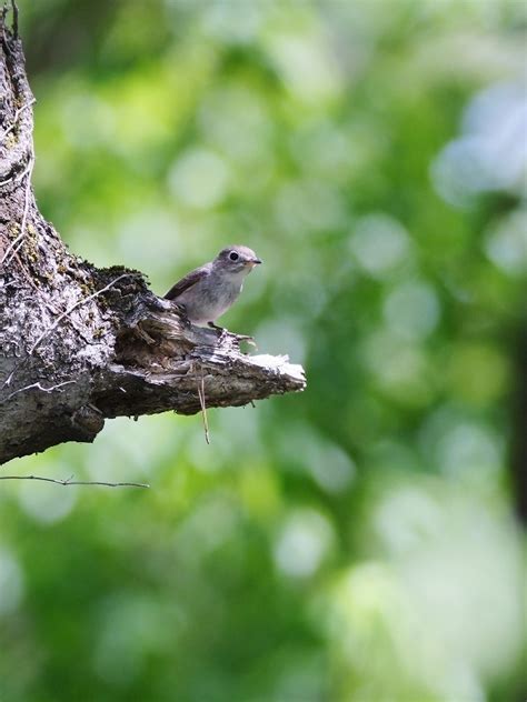 琢たくの野鳥撮物控