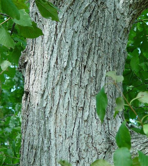 Quercus Macrocarpa Tree
