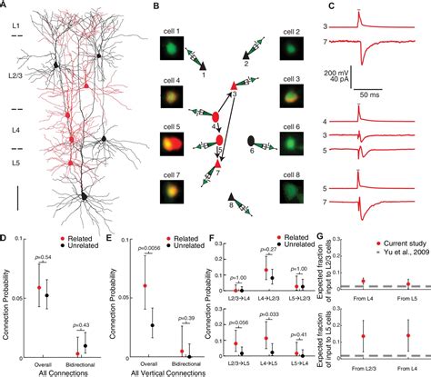 Cell Type Composition And Circuit Organization Of Clonally Related Excitatory Neurons In The